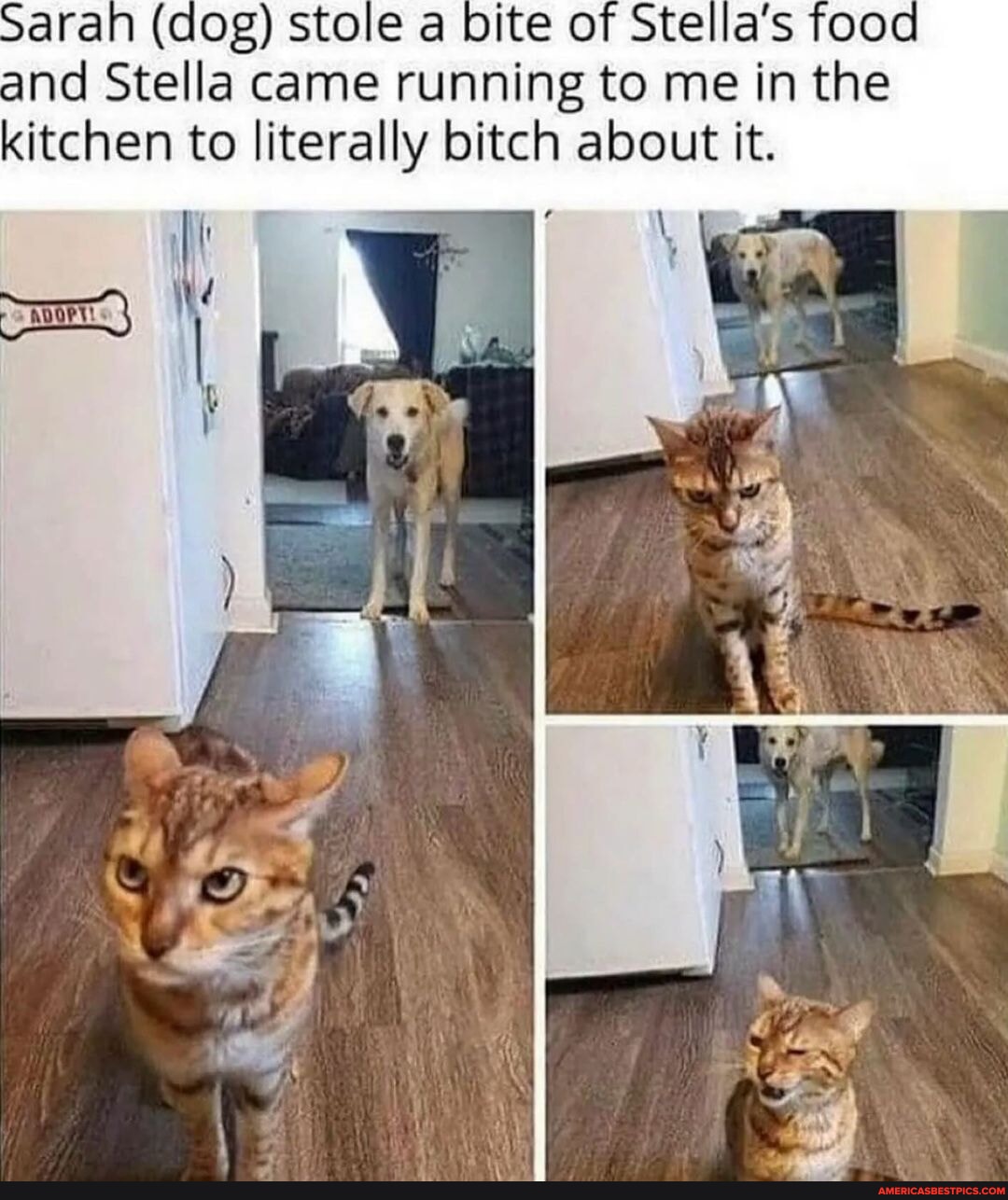Catmemes catmemesdaily cat kitten instacat catmemesarethebest memecat ...