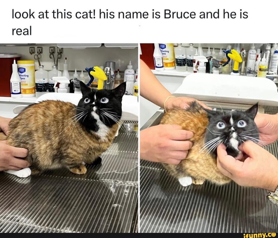 Round DFBot - iFunny