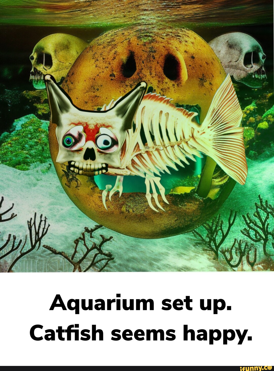 Aquarium set up. Catfish seems happy. - iFunny