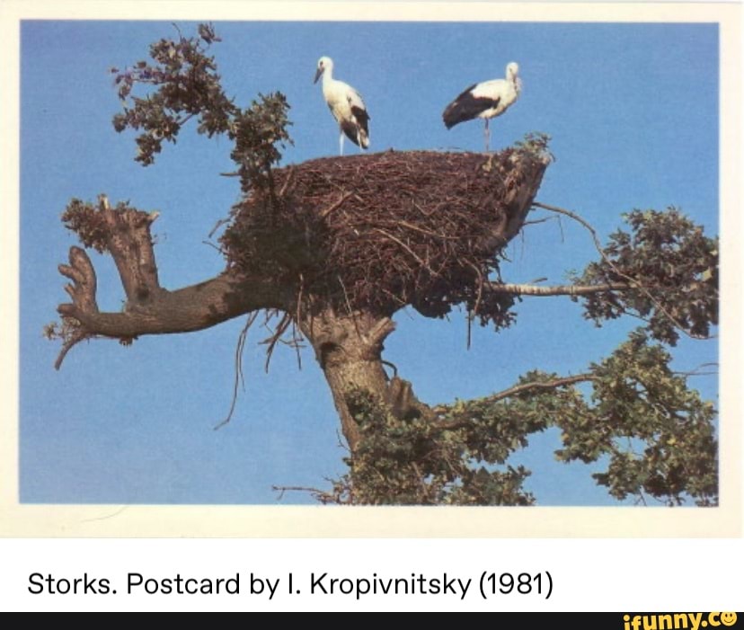 Storks memes. Best Collection of funny Storks pictures on iFunny