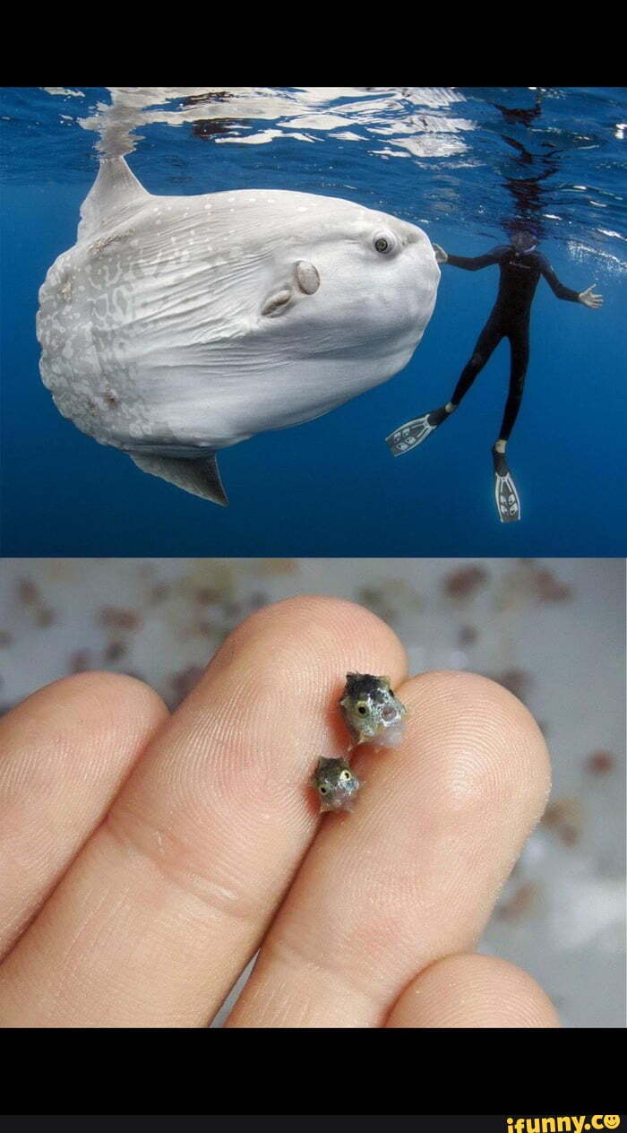 Ocean_sunfish memes. Best Collection of funny Ocean_sunfish pictures on ...