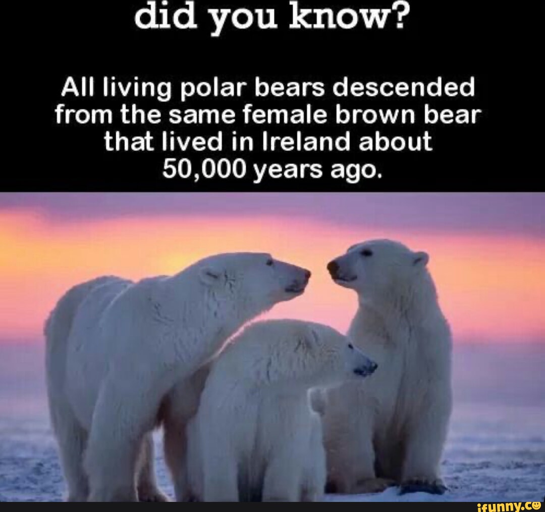Did you know? All living polar bears descended from the same female ...