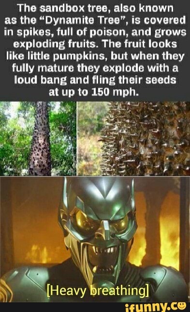 The sandbox tree, also known as the "Dynamite Tree", is covered in ...