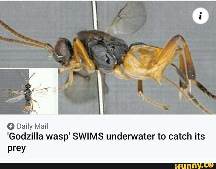 Daily Mail 'Godzilla wasp' SWIMS underwater to catch its prey - iFunny