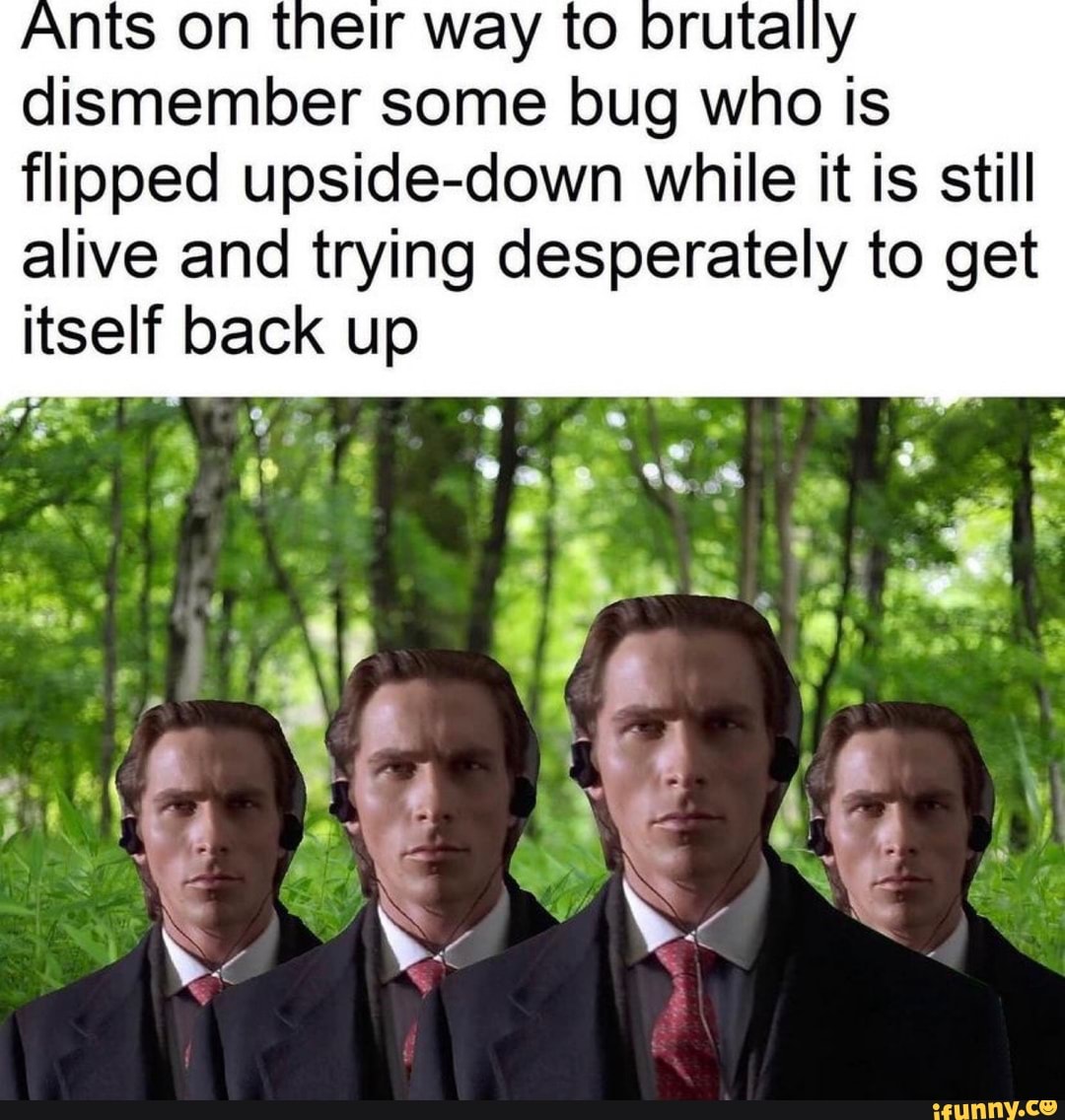 Ants on their way to brutally dismember some bug who is flipped upside ...