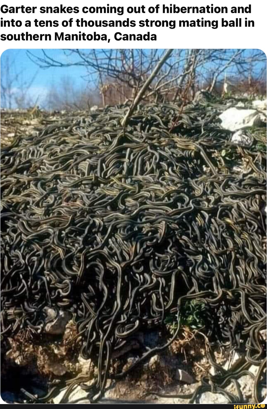Garter snakes coming out of hibernation and into a tens of thousands ...