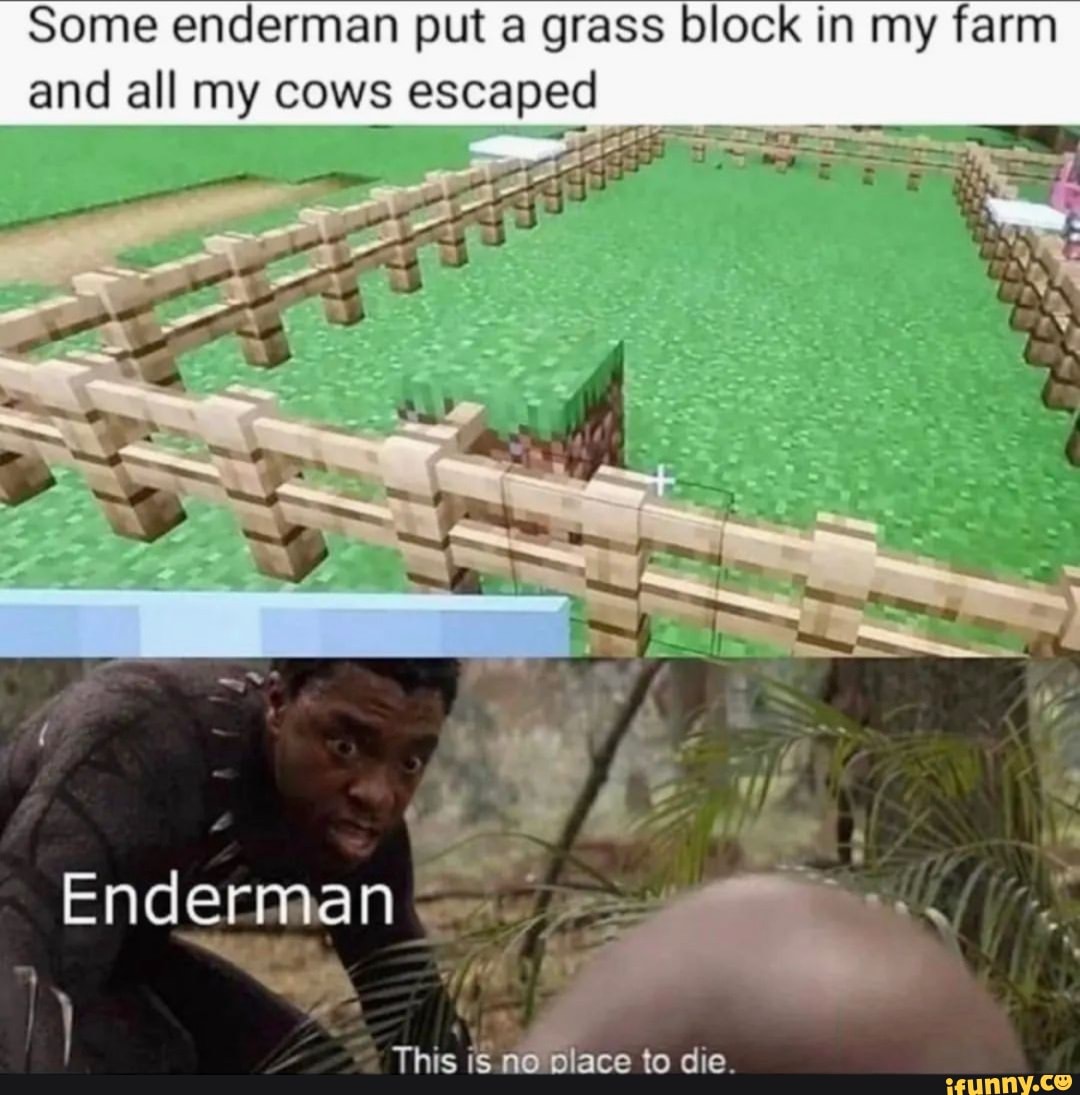 Some enderman put a grass block in my farm and all my cows escaped ...