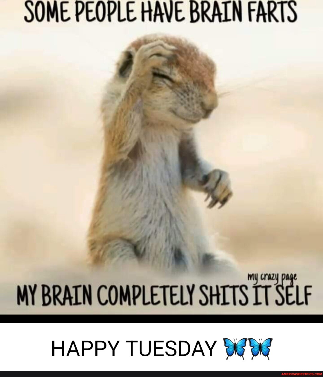 SOME PEOPLE HAVE BRAIN FARTS MY BRAIN COMPLETELY SHITS SELF HAPPY ...