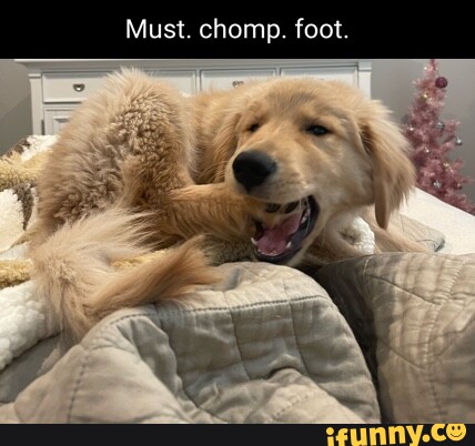 Chomp memes. Best Collection of funny Chomp pictures on iFunny