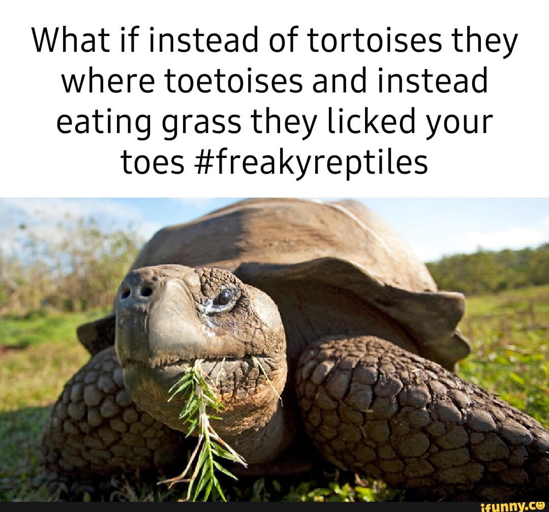 What if instead of tortoises they where toetoises and instead eating ...