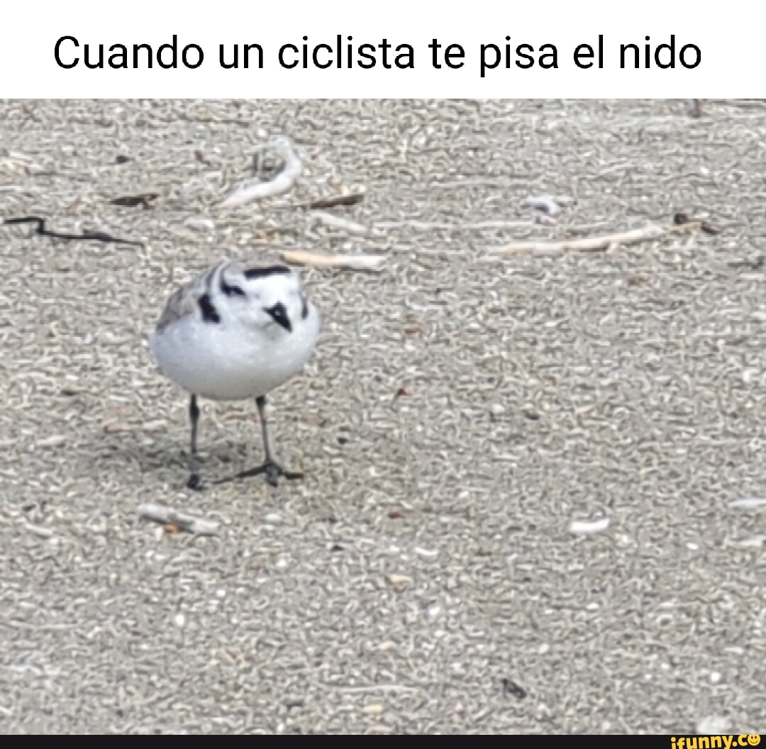 Nido memes. Best Collection of funny Nido pictures on iFunny