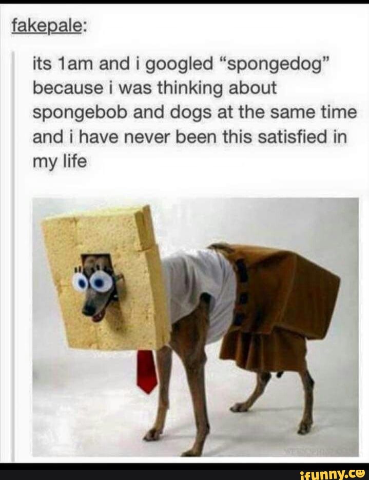 Spongedog memes. Best Collection of funny Spongedog pictures on iFunny