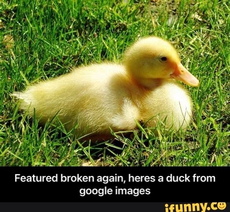 Featured broken again, heres a duck from google images - Featured ...