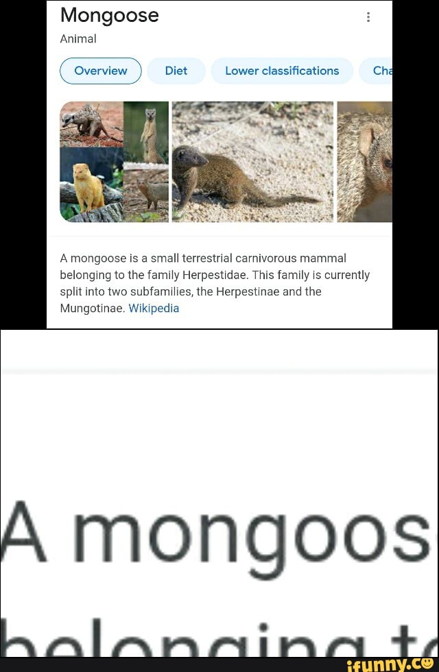 Mongoose Animal Overview Diet Lower classifications A mongoose is a ...