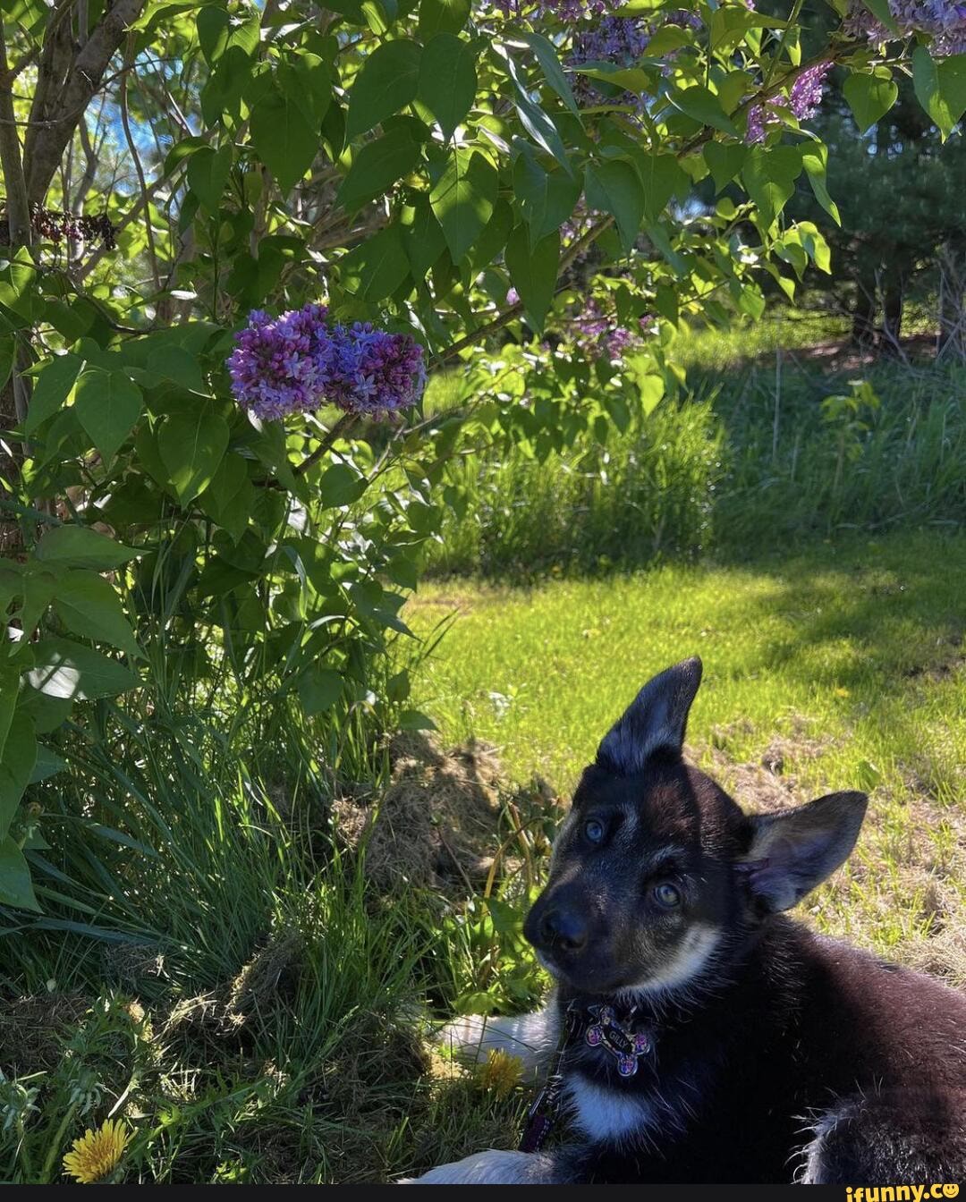 Shepsky memes. Best Collection of funny Shepsky pictures on iFunny