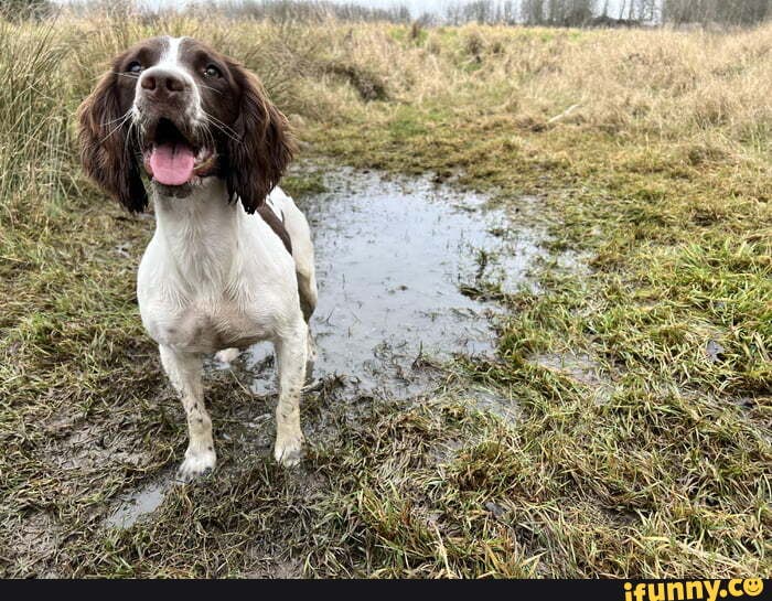 English_springer_spaniel memes. Best Collection of funny English ...
