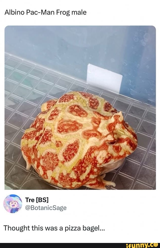 Albino Pac-Man Frog male @BotanicSage Thought this was a pizza bagel ...