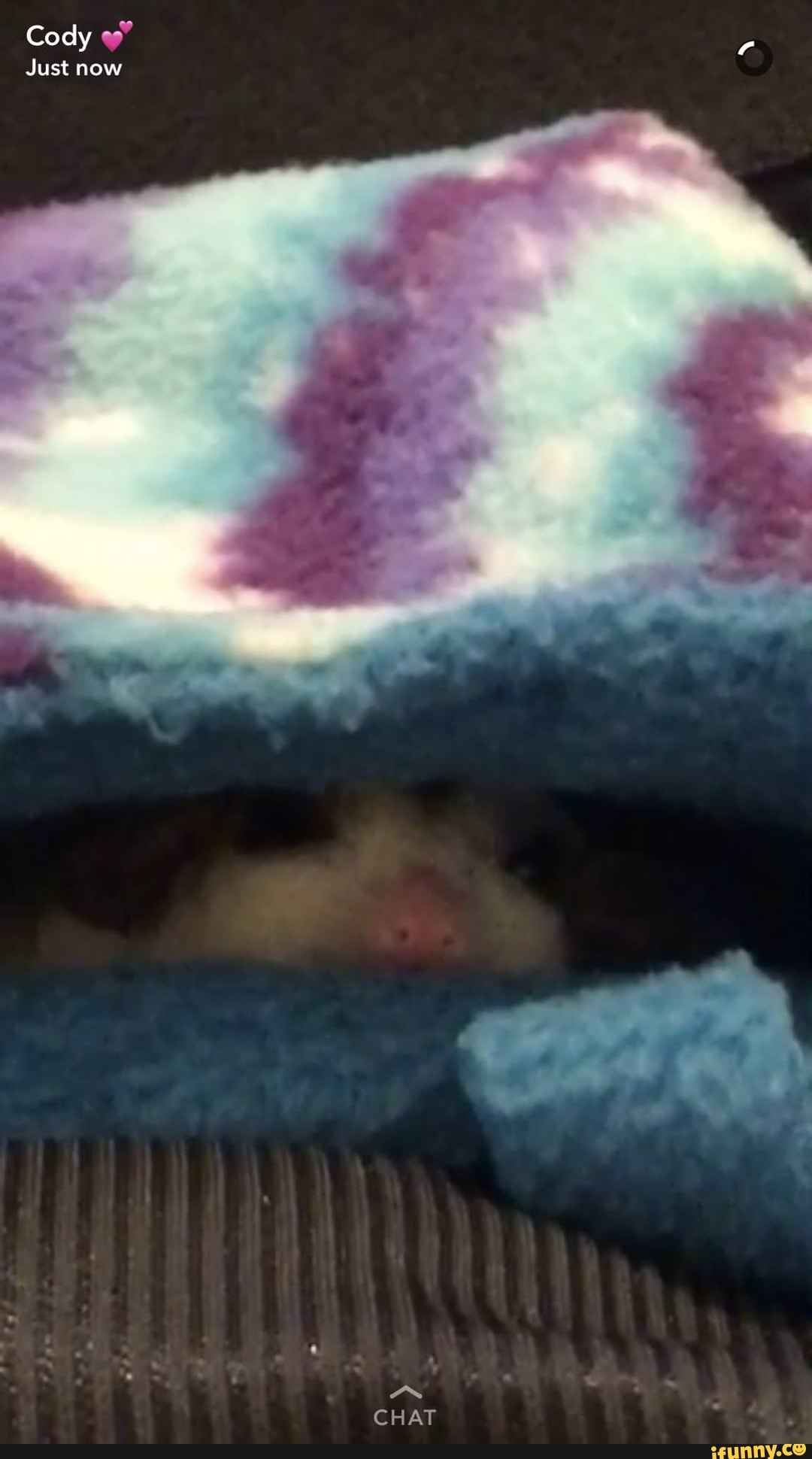 Sugar_glider memes. Best Collection of funny Sugar_glider pictures on ...