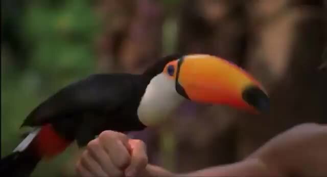 George Of The Jungle Bird
