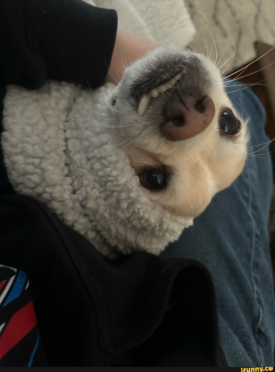 Wahhh memes. Best Collection of funny Wahhh pictures on iFunny