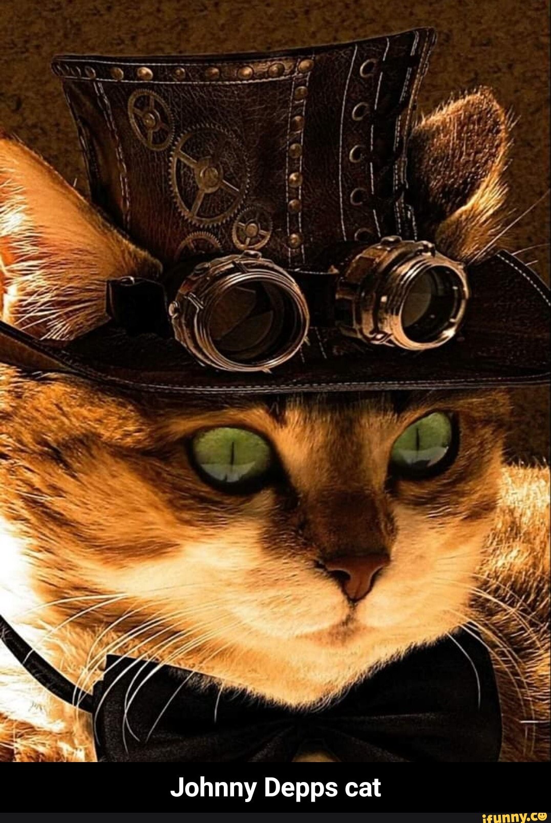 Johnny Depps cat - Johnny Depps cat - iFunny