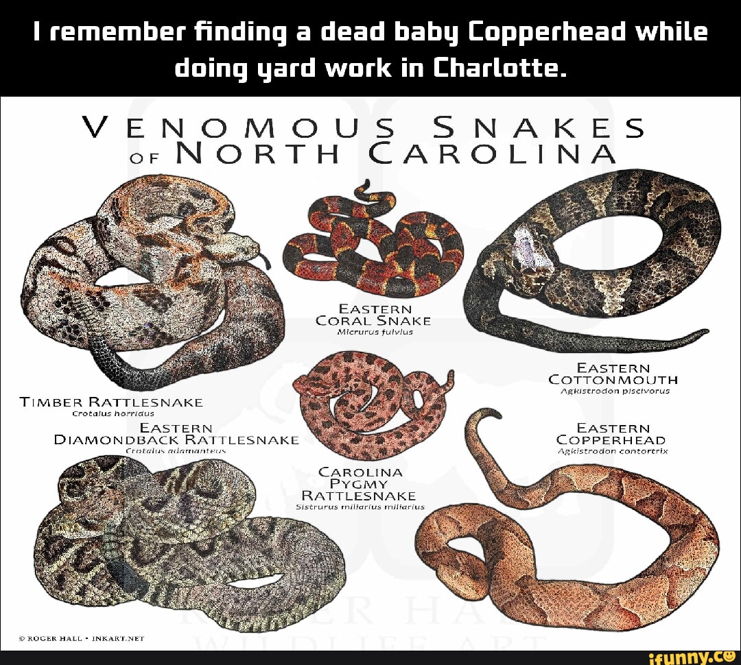 Copperhead memes. Best Collection of funny Copperhead pictures on iFunny
