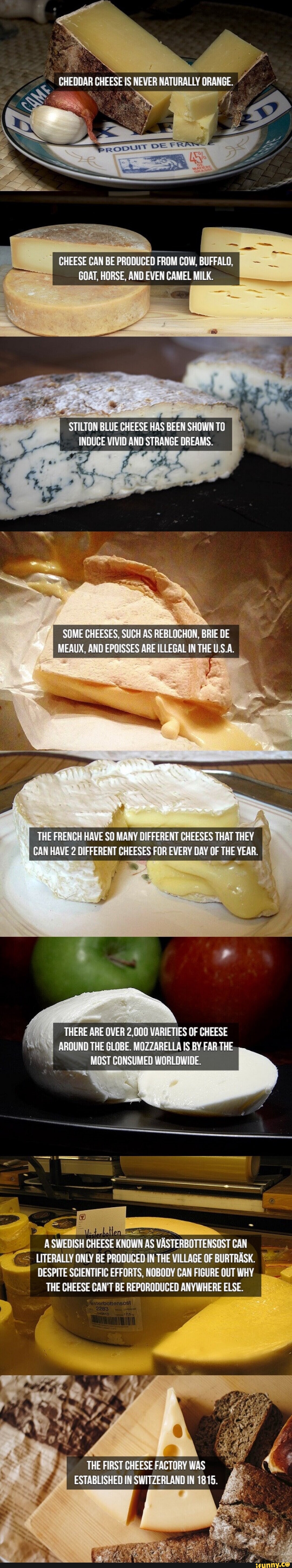 Of CHEDDAR CHEESE IS NEVER NATURALLY ORANGE. OF CHEESE CAN BE PRODUCED ...