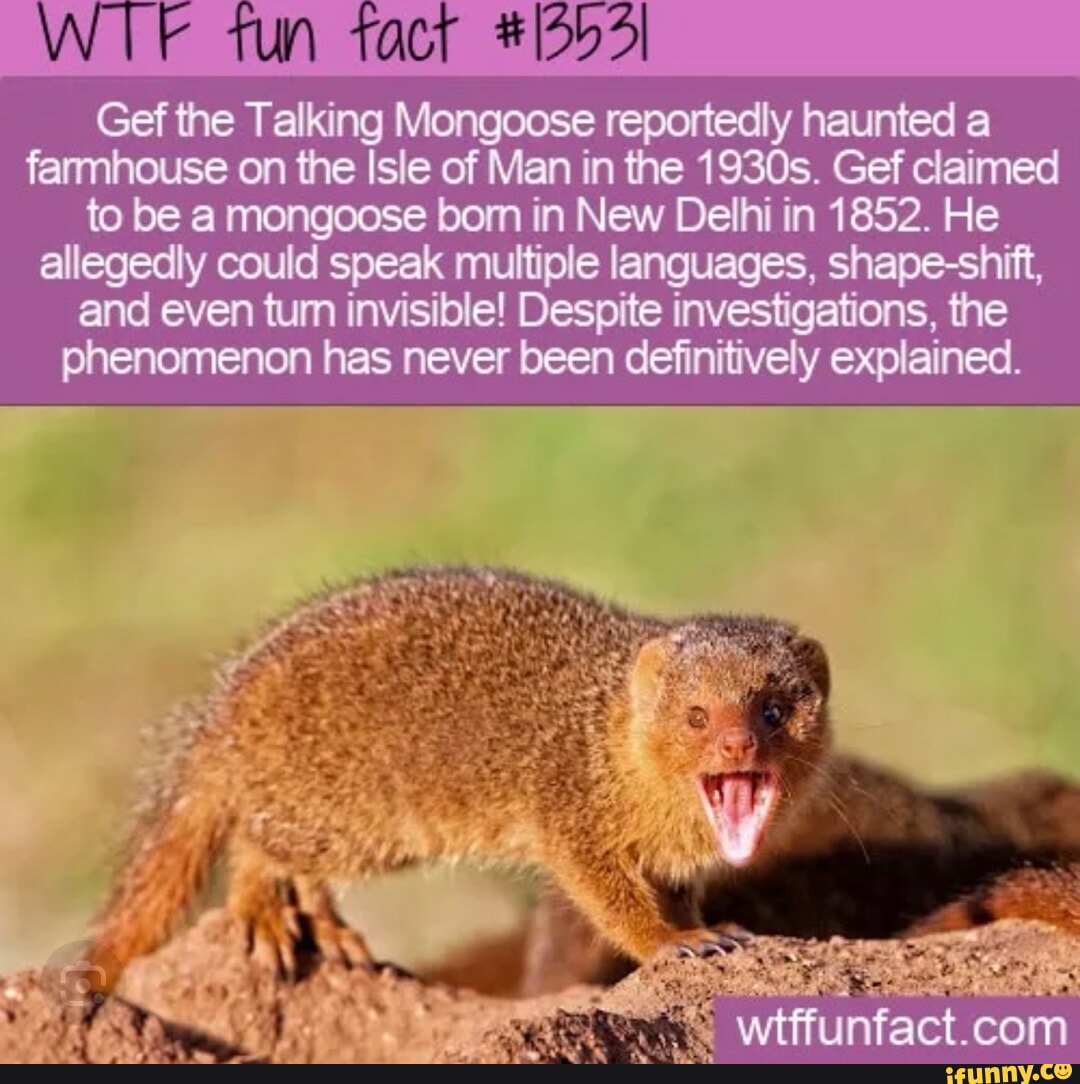 Mongoose memes. Best Collection of funny Mongoose pictures on iFunny