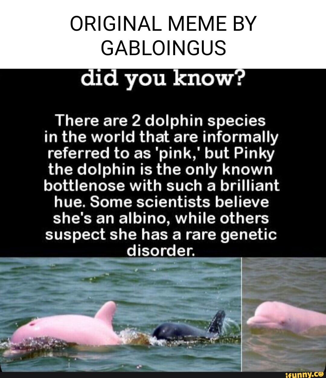 ORIGINAL MEME BY GABLOINGUS did you know: There are 2 dolphin species ...