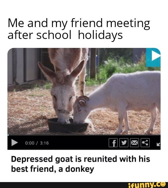 Me and my friend meeting after school holidays Depressed goat is ...