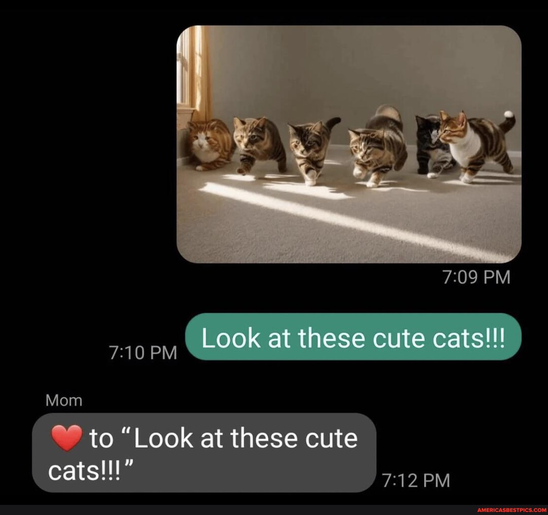 Sex Pm Py Look At These Cute Cats Mom To Look At These Cute Cats Pm Americas Best Pics