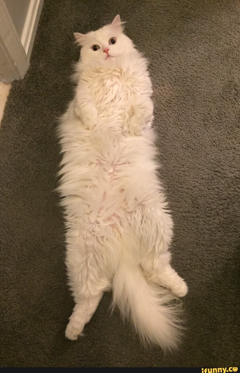 Longcat memes. Best Collection of funny Longcat pictures on iFunny