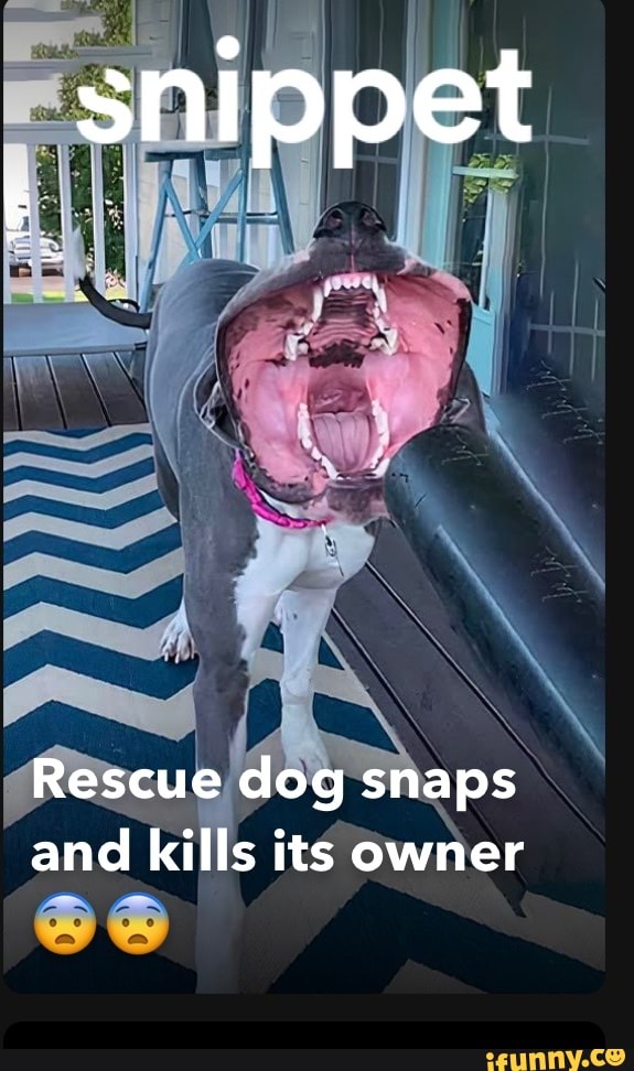 Snippet Rescue dog snaps and kills its owner - iFunny