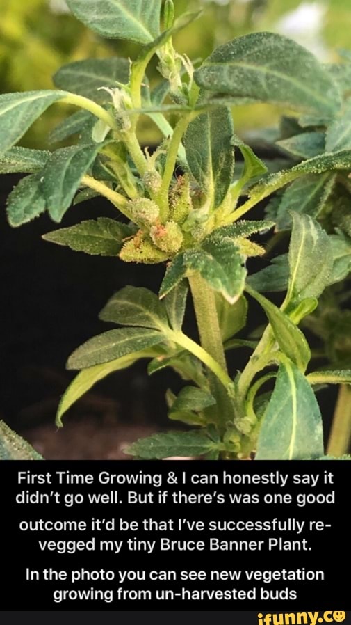 Vegged memes. Best Collection of funny Vegged pictures on iFunny