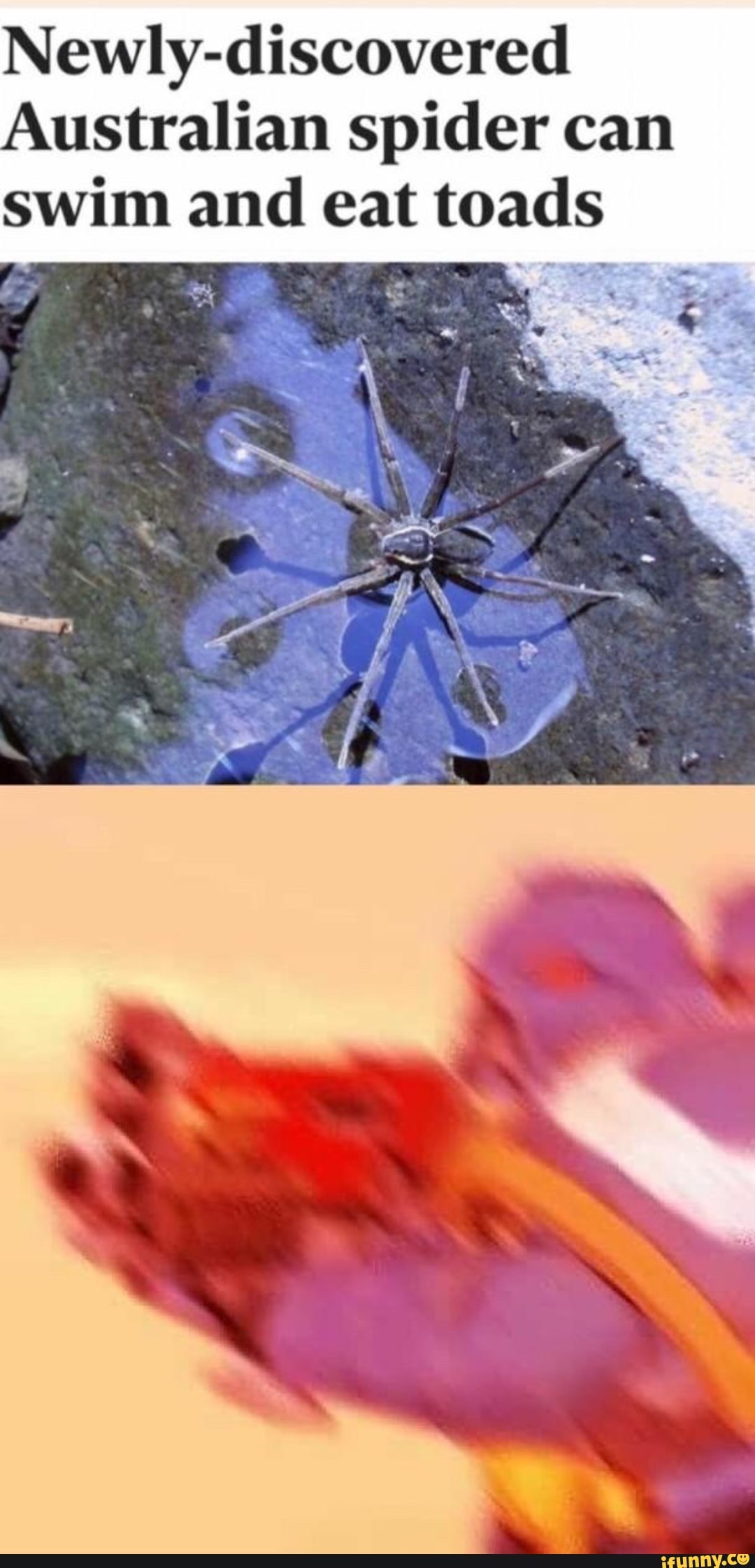 Newly-discovered Australian spider can swim and eat toads - iFunny
