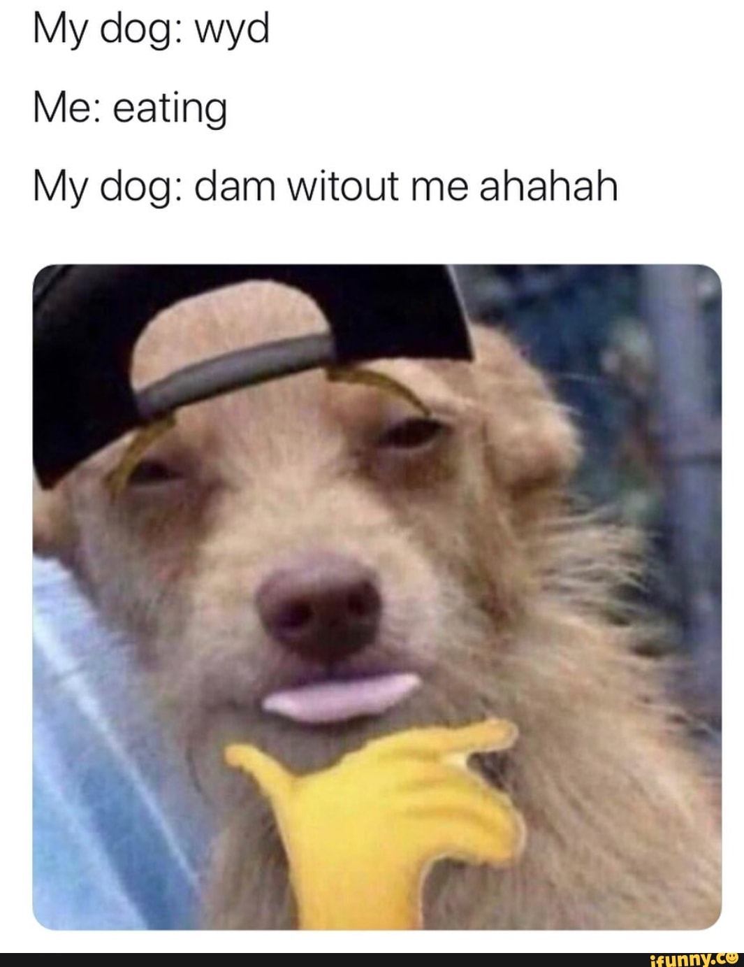 My dog: wyd Me: eating My dog: dam witout me ahahah - iFunny