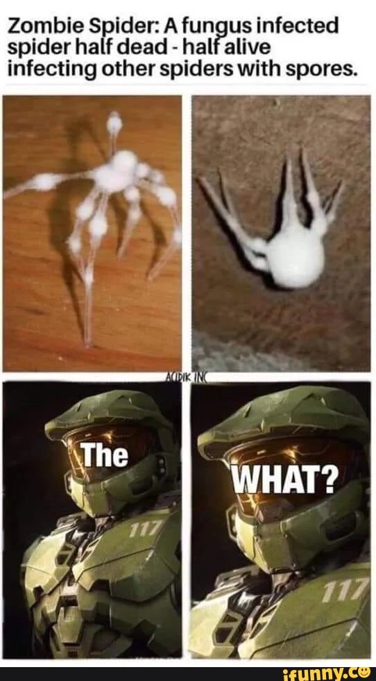 Zombie Spider: A fungus infected spider half dead - half alive ...