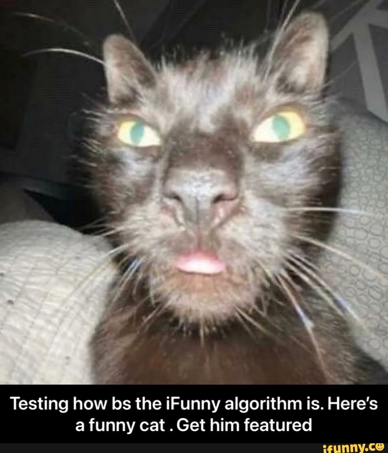 Testing how bs the iFunny algorithm is. Here's a funny cat .Get him ...