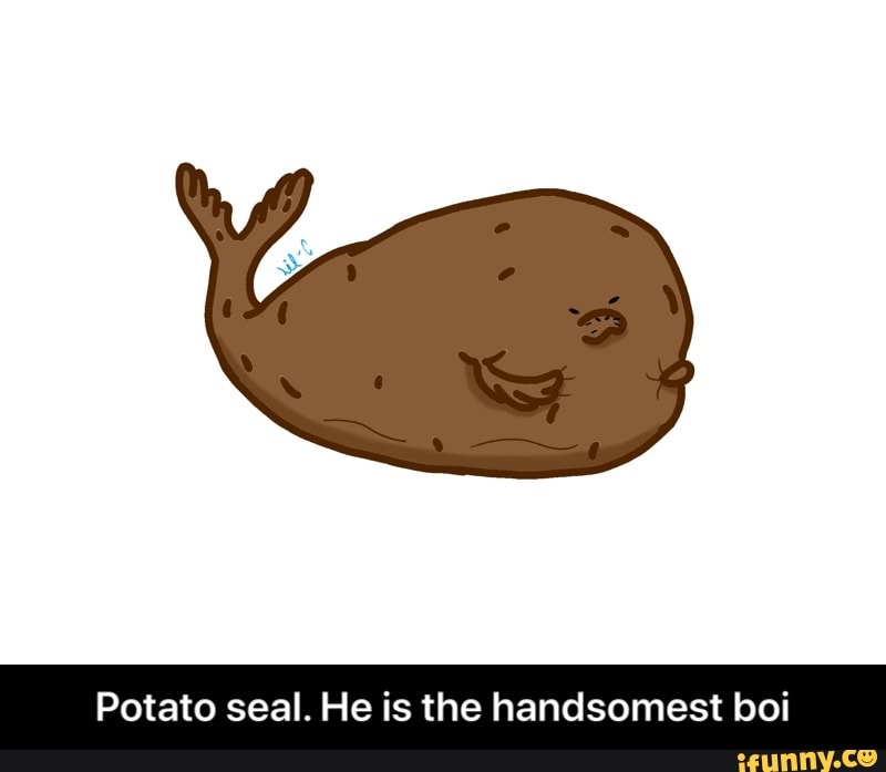Potato seal. He is the handsomest boi - Potato seal. He is the ...