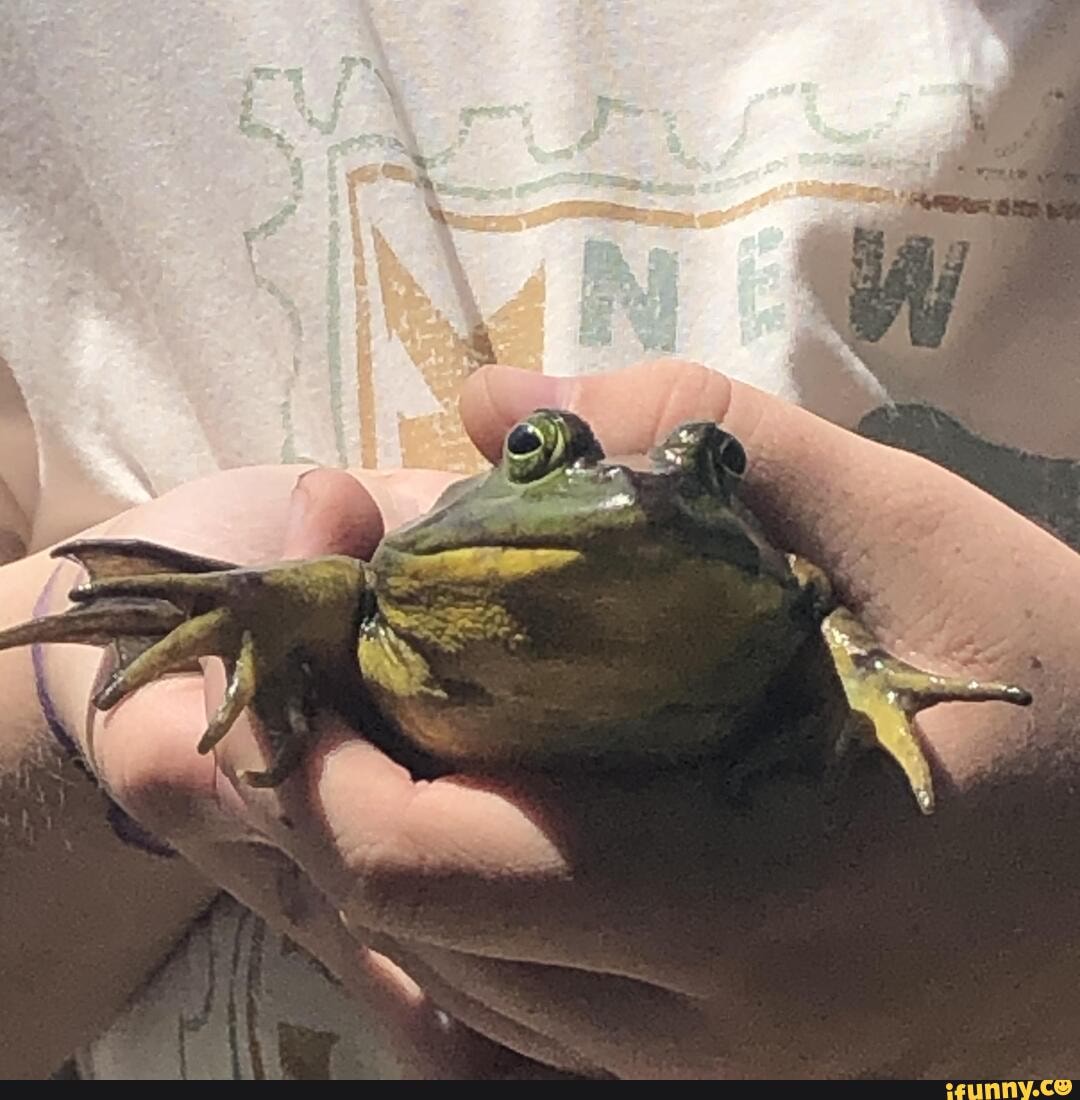 Fat_frog memes. Best Collection of funny Fat_frog pictures on iFunny