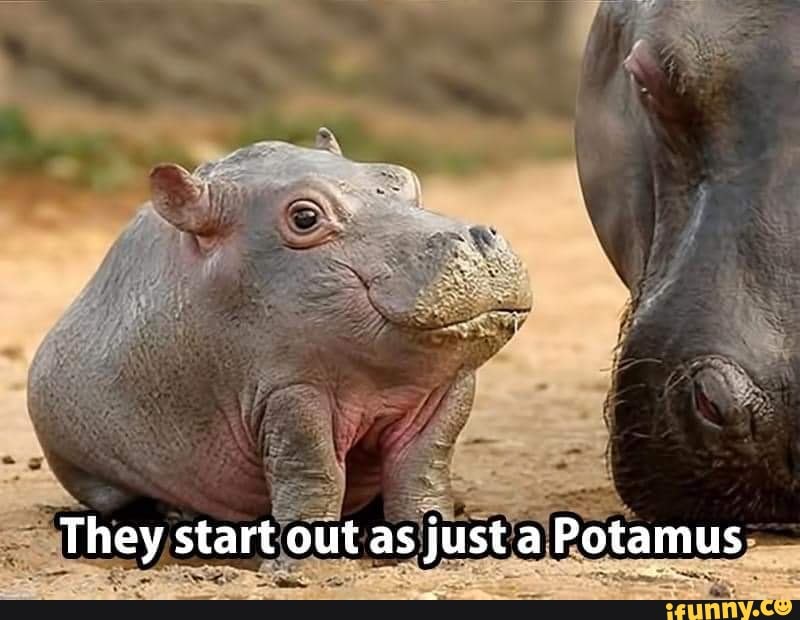 Potamus memes. Best Collection of funny Potamus pictures on iFunny