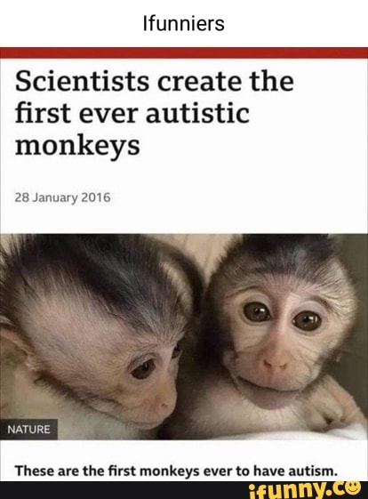 Ifunniers Scientists create the first ever autistic monkeys 28 January ...