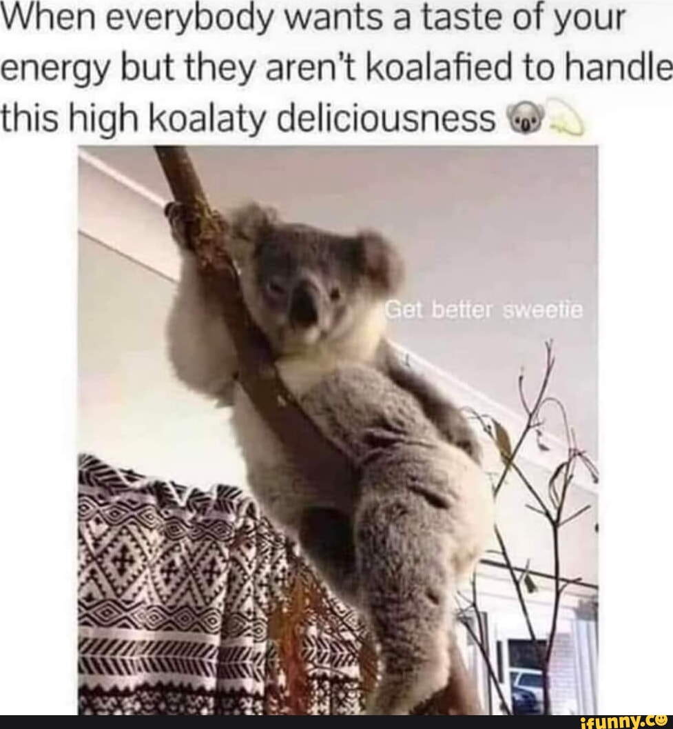 High Guy Meme Koala