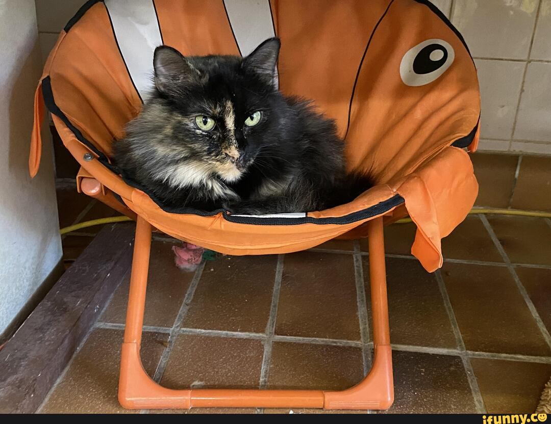 Minette memes. Best Collection of funny Minette pictures on iFunny