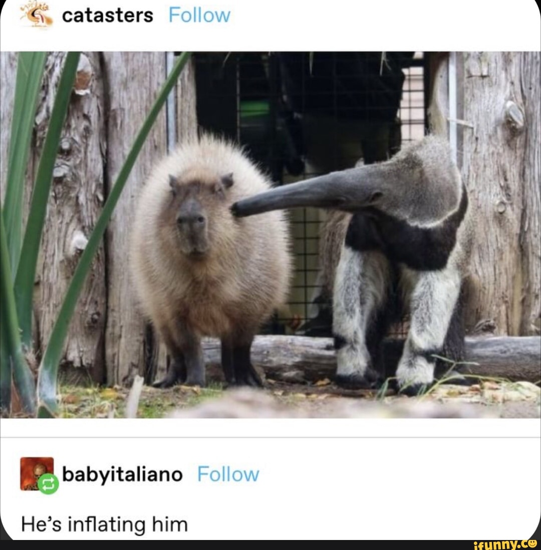 Inflating memes. Best Collection of funny Inflating pictures on iFunny