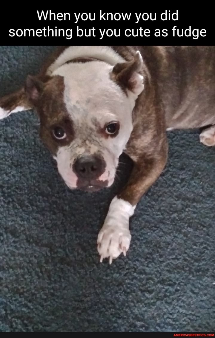 When you know you did something but you cute as fudge we N. - America’s ...
