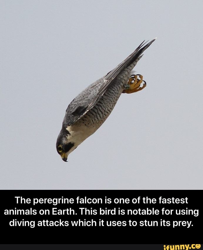 Peregine Falcon Memes
