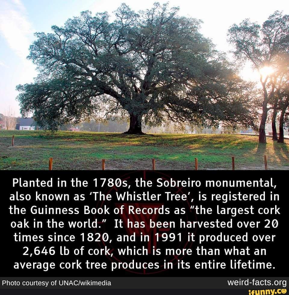 Planted in the 178Qs, the Sobreiro monumental, also known as 'The ...