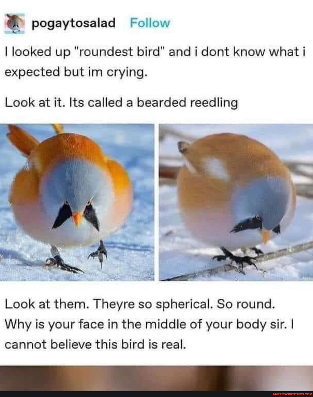 Look at this bird! 😍 - I looked up "roundest bird" and i dent know what ...