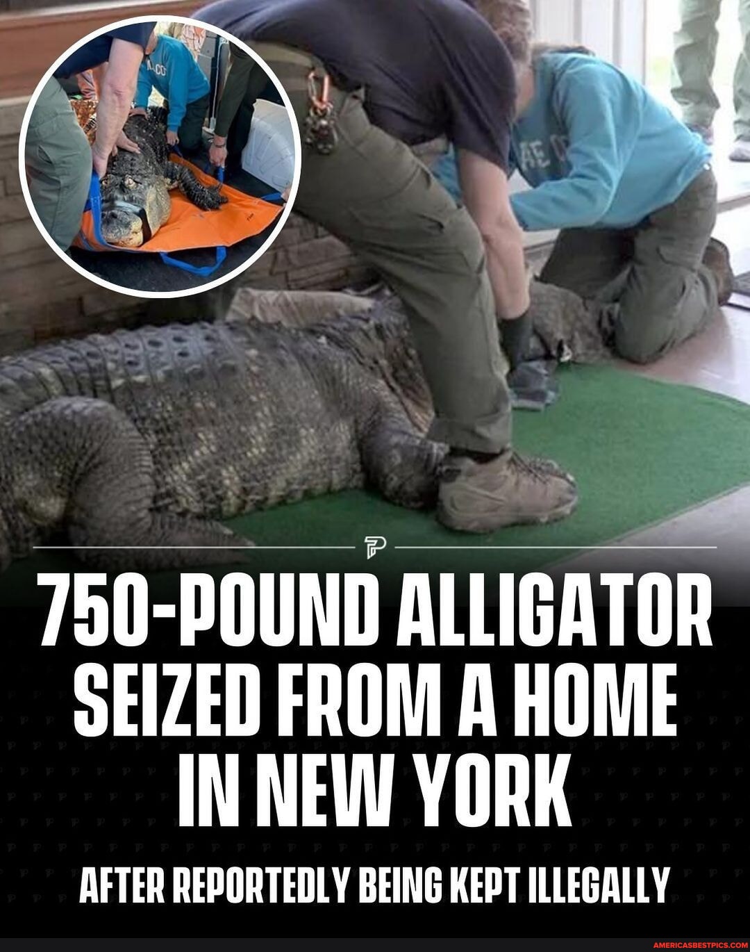 A blind alligator weighing over 700 pounds and measuring more than 10 ...